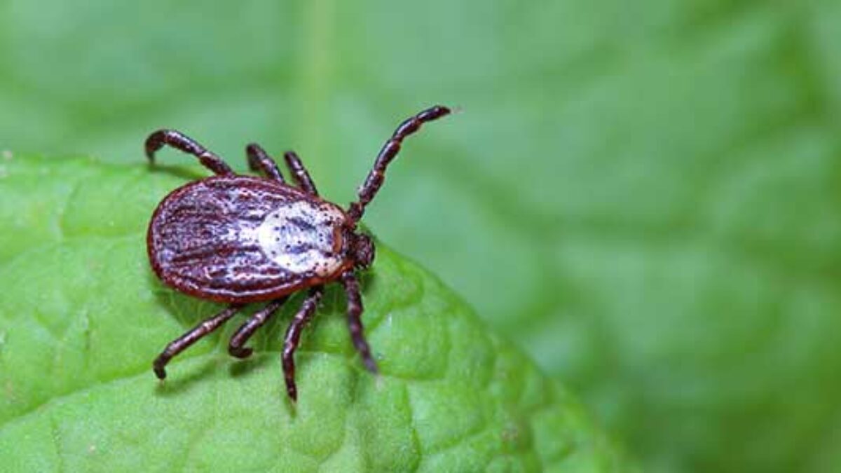 Ticks - Pest Force Calgary